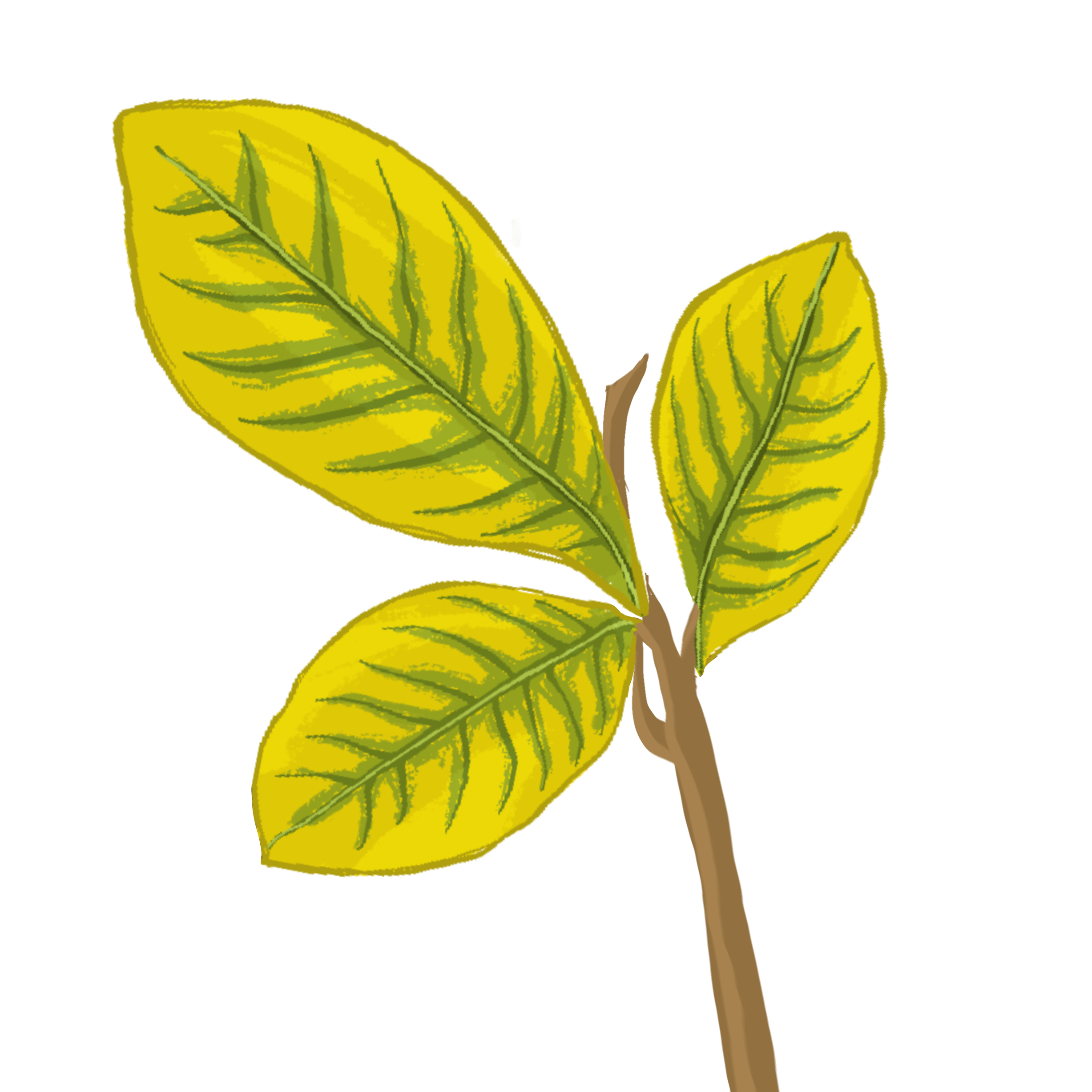 Common nutrient deficiencies in plants - and how to fix them