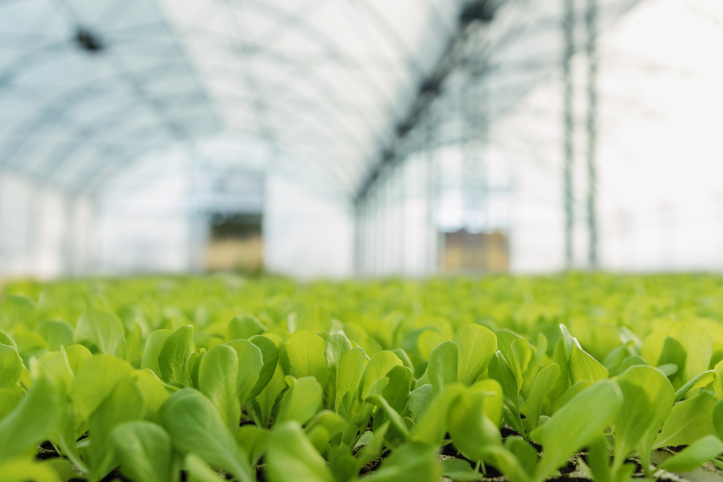 pH, EC and temperature – Measuring and adjusting your fundamental ...