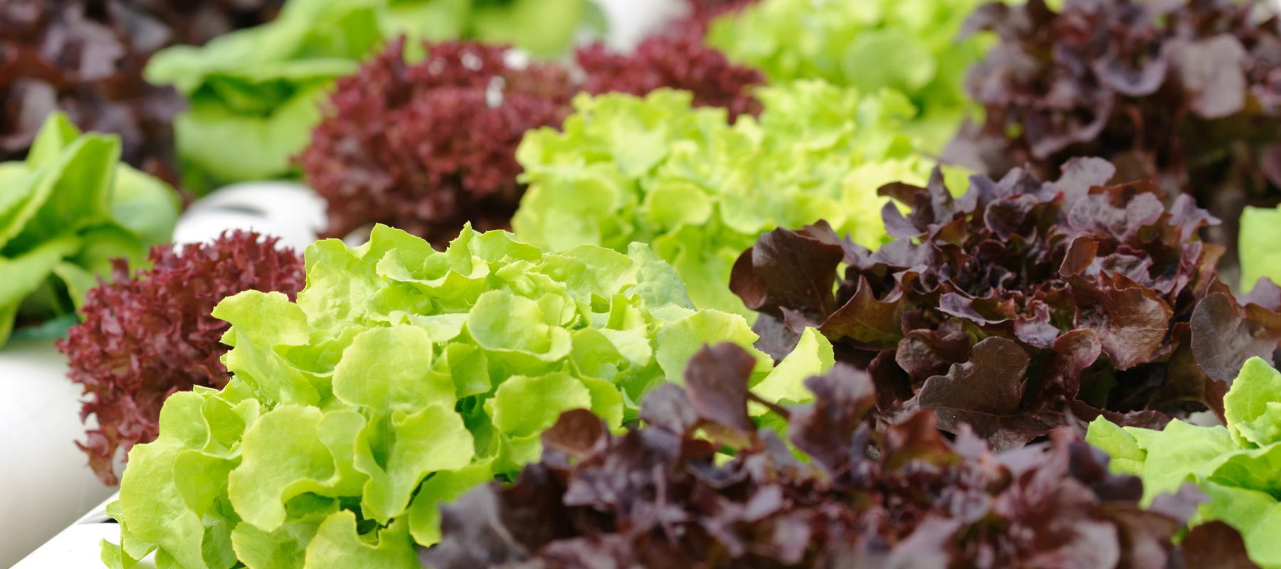 Growers of the World Series - Agroventures, Maldives