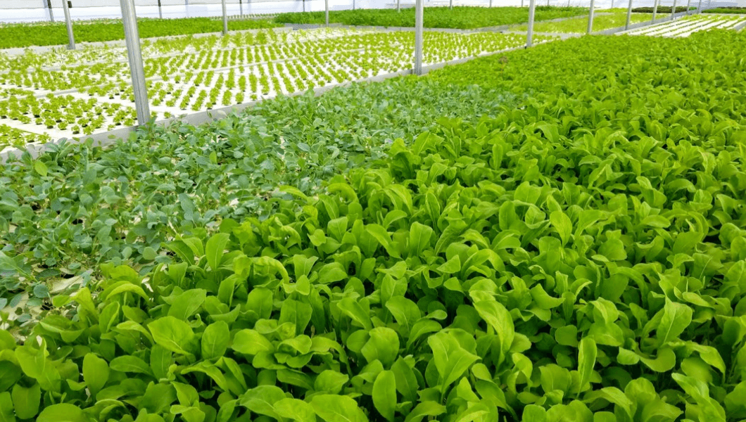 Will CEA need frontier crops to diversify?